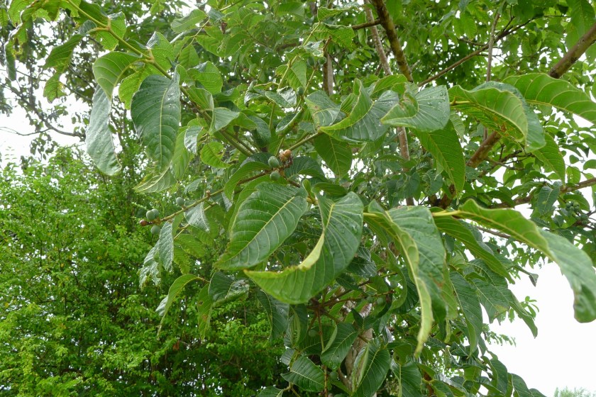 Piling-liitan – Tonji and Sylvia's Wildlife Refuge