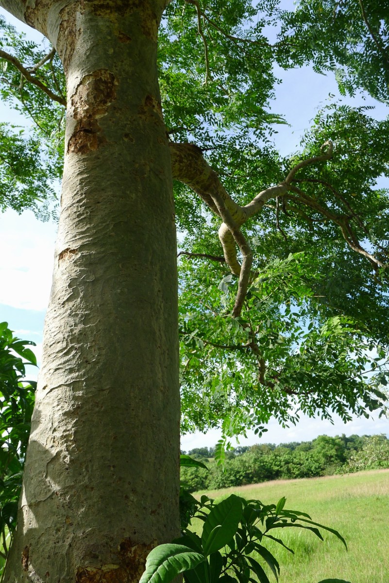 Tree and Shrub List – Tonji and Sylvia's Wildlife Refuge