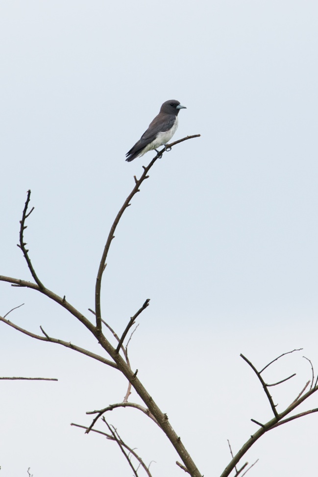 The Farm Bird List – Tonji and Sylvia's Wildlife Refuge