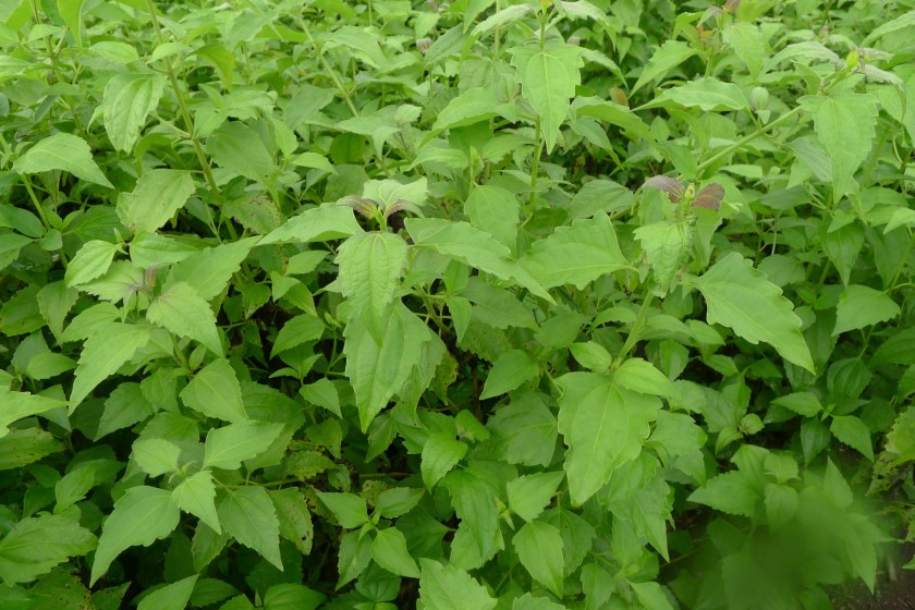 philippine weeds – Tonji and Sylvia's Wildlife Refuge