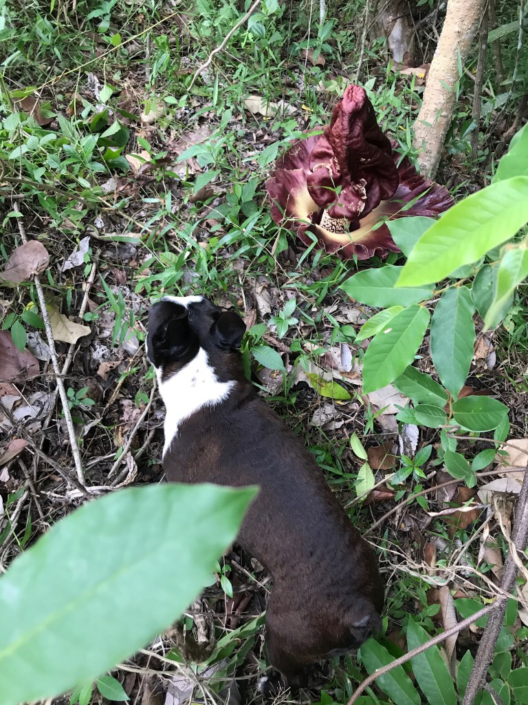 Pungapung – Tonji and Sylvia's Wildlife Refuge