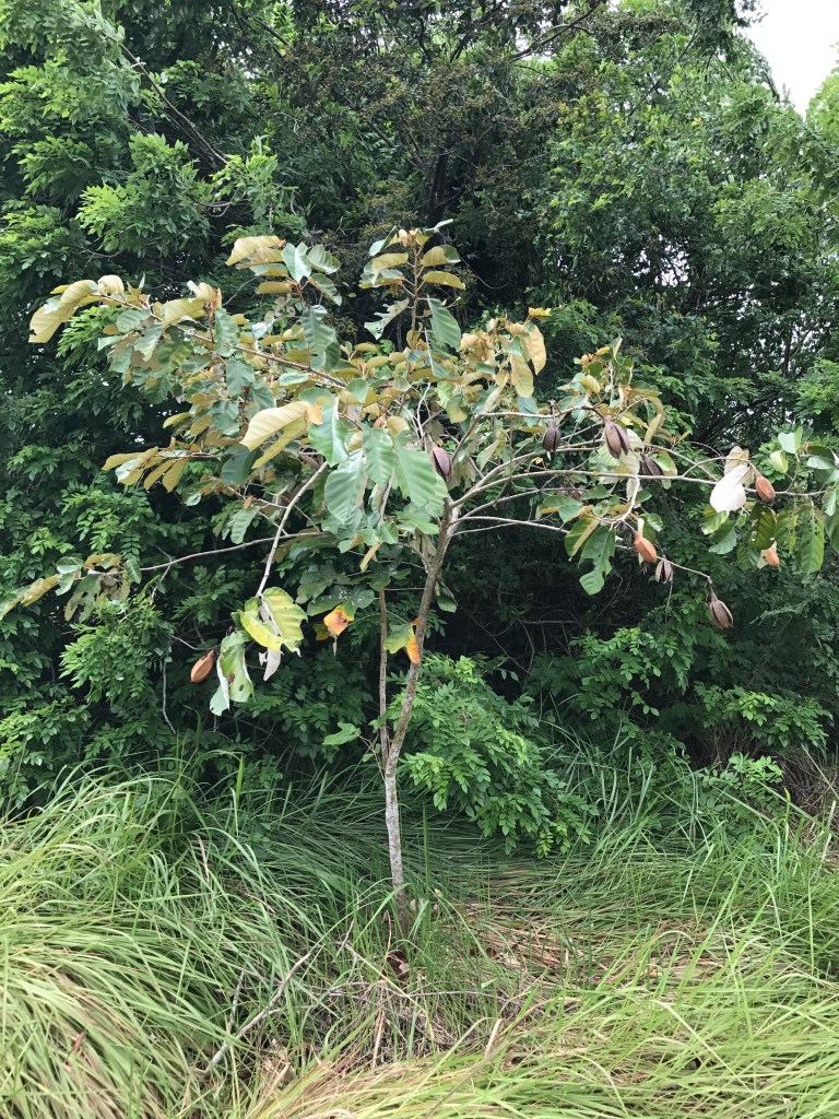 Bayok – Tonji and Sylvia's Wildlife Refuge