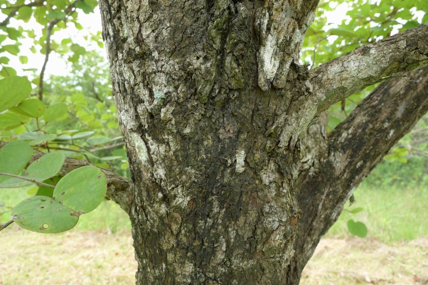 Alibangbang – Tonji and Sylvia's Wildlife Refuge