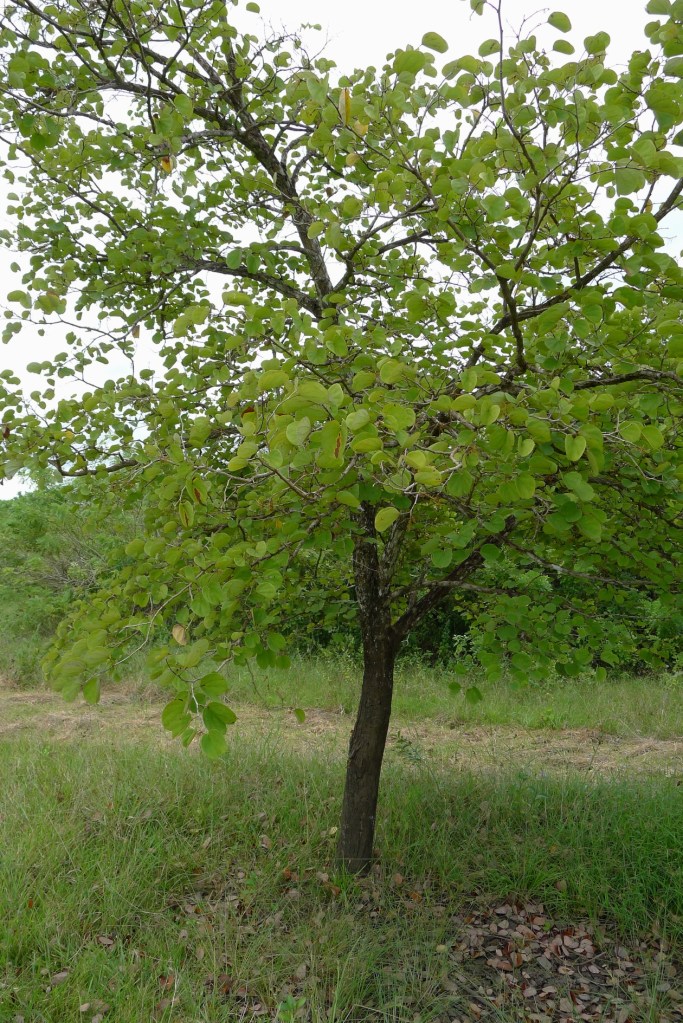 Alibangbang – Tonji and Sylvia's Wildlife Refuge