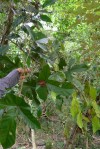 Bayok – Tonji and Sylvia's Wildlife Refuge