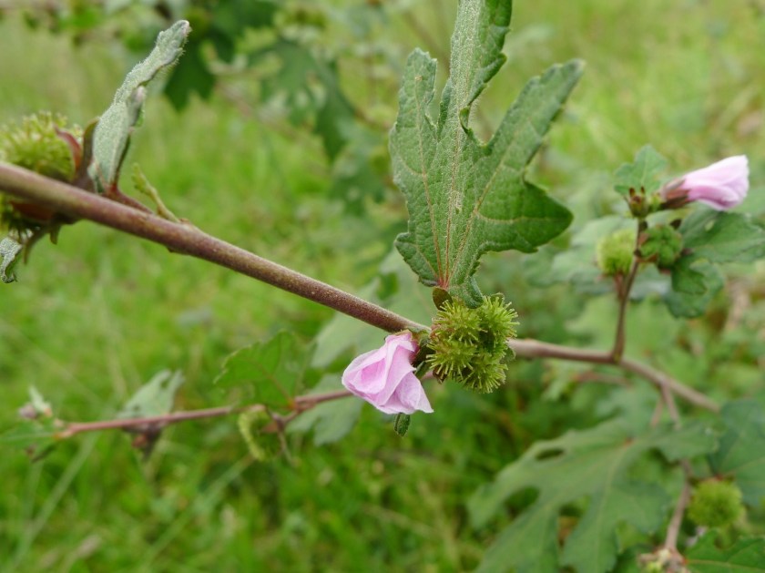 philippine weeds – Tonji and Sylvia's Wildlife Refuge