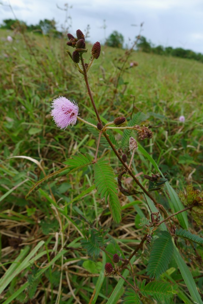 philippine weeds – Tonji and Sylvia's Wildlife Refuge
