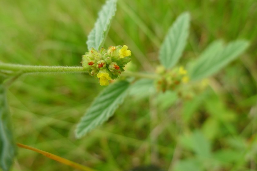 philippine weeds – Tonji and Sylvia's Wildlife Refuge