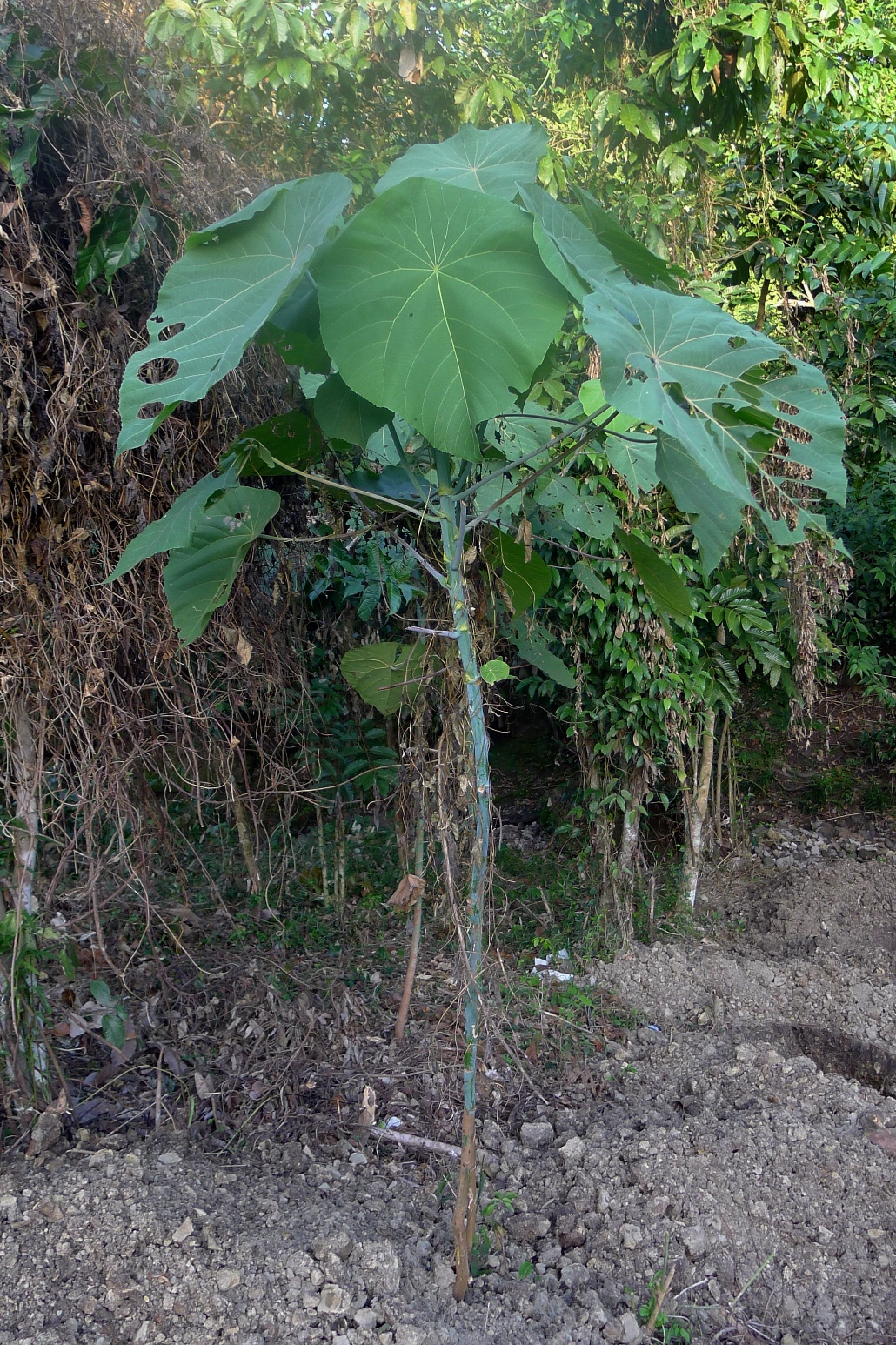 Binunga – Tonji and Sylvia's Wildlife Refuge