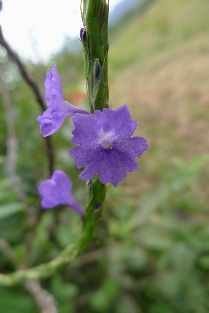 Weeds and Other Plants List – Tonji and Sylvia's Wildlife Refuge