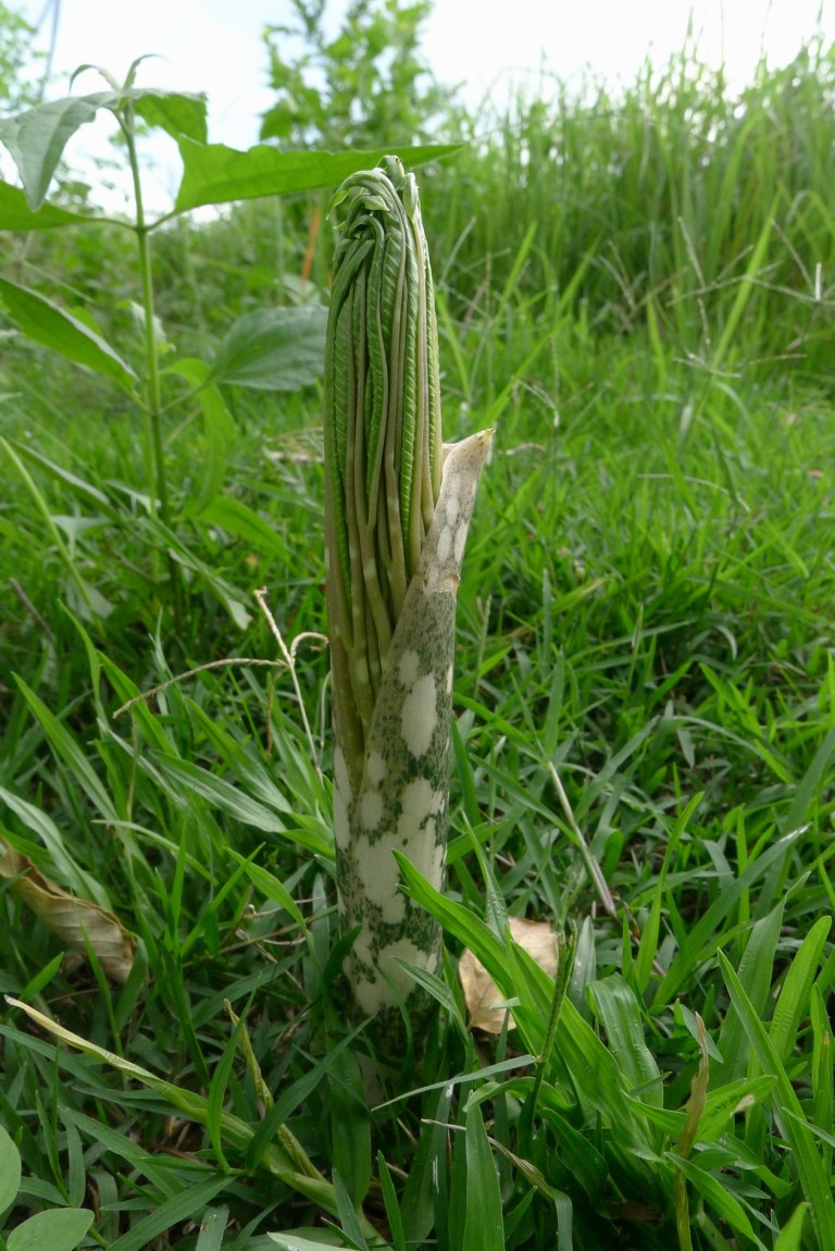 Pungapung – Tonji and Sylvia's Wildlife Refuge