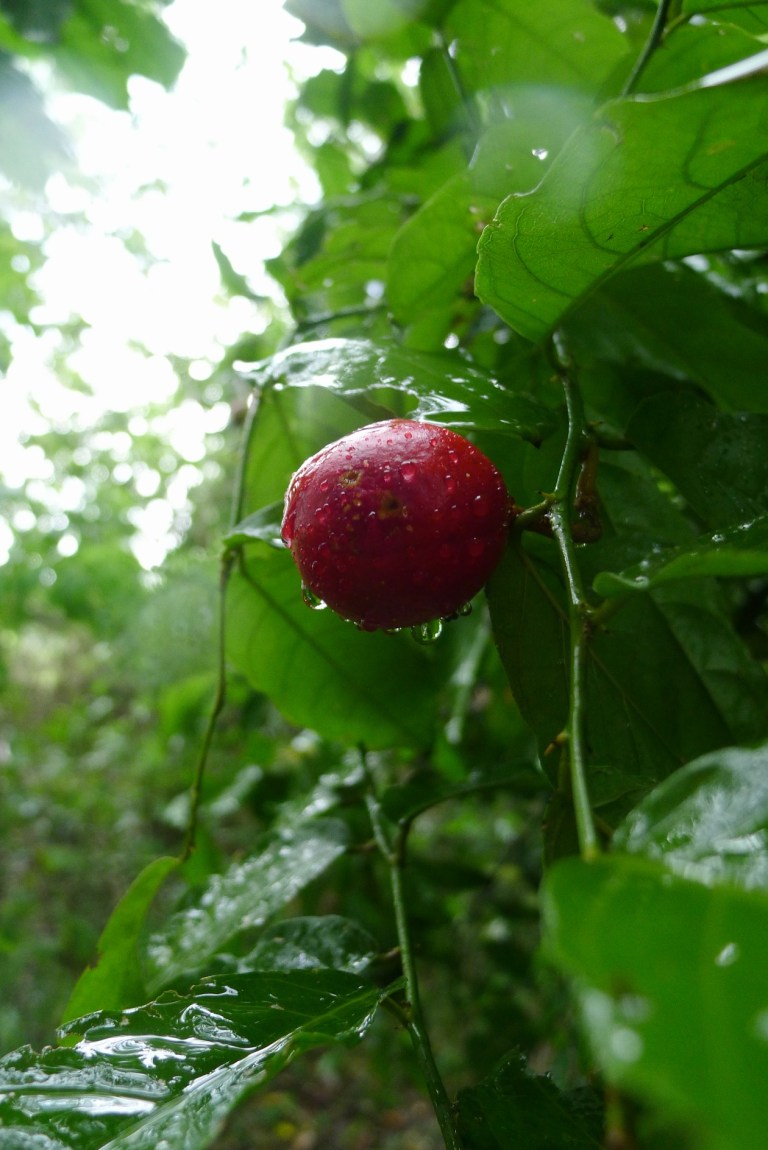 salimbagat – Tonji and Sylvia's Wildlife Refuge