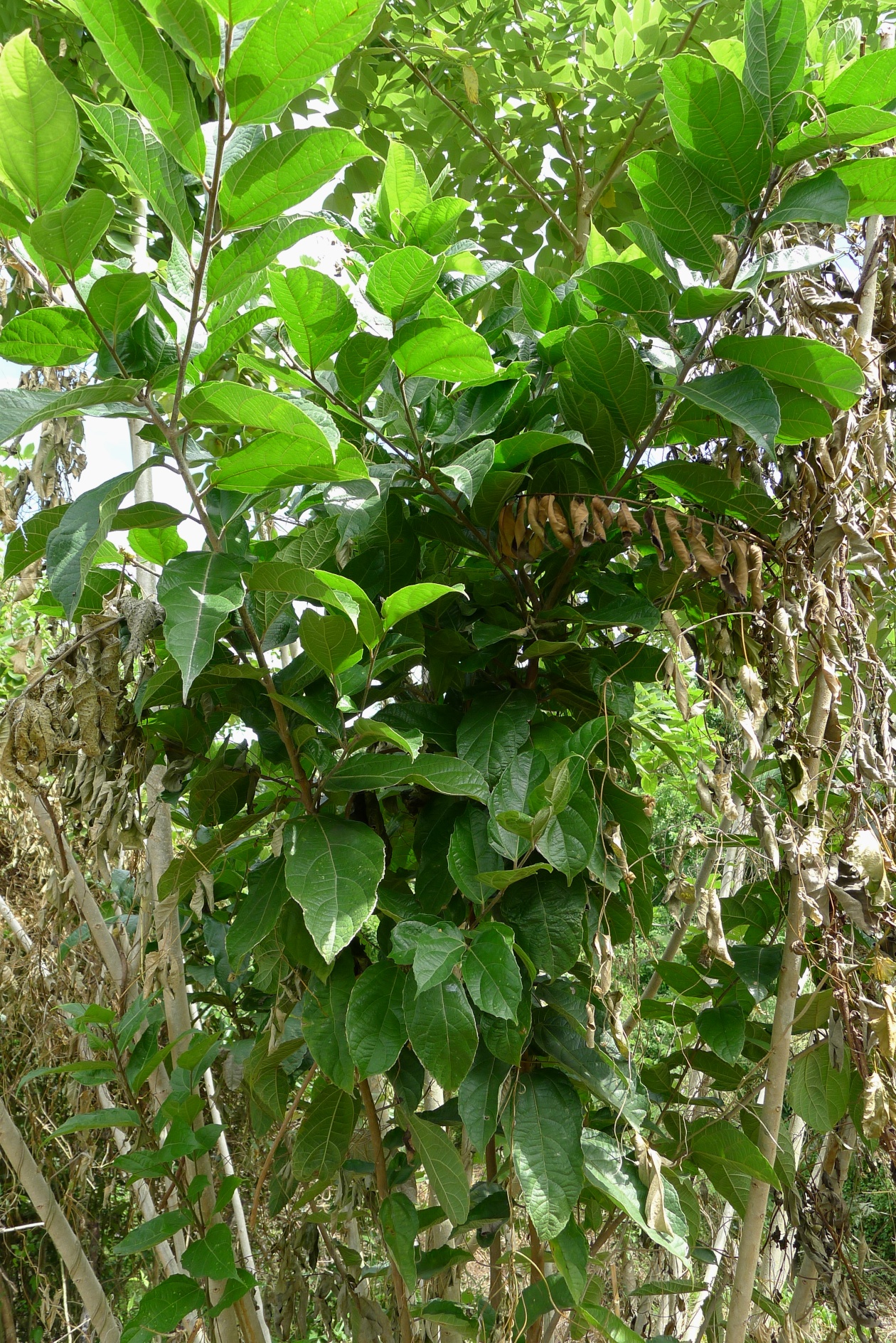 Is-Is – Tonji and Sylvia's Wildlife Refuge