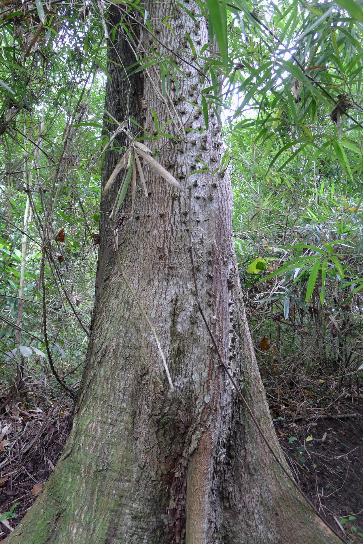 Balakat – Tonji and Sylvia's Wildlife Refuge