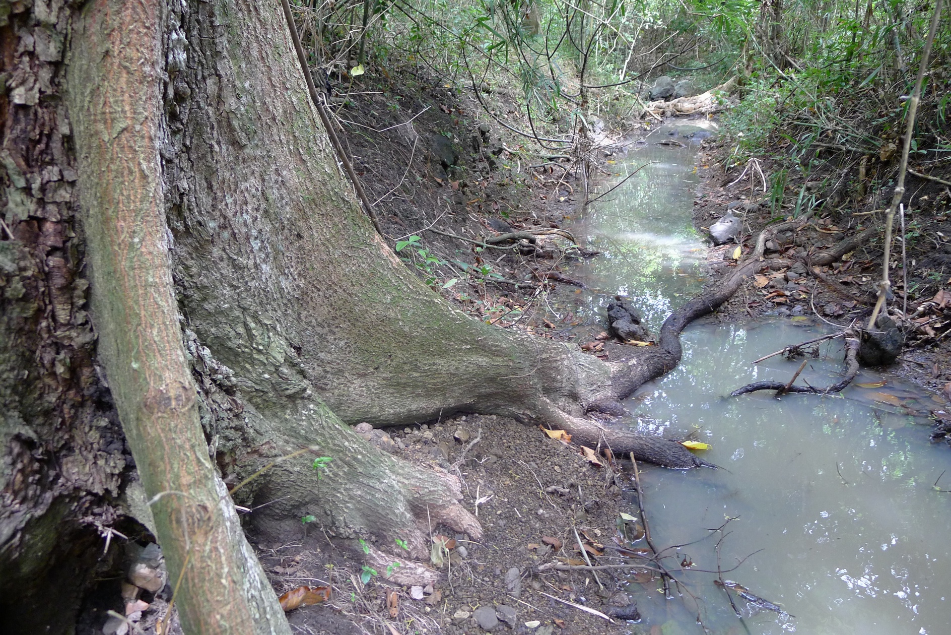 Balakat – Tonji and Sylvia's Wildlife Refuge