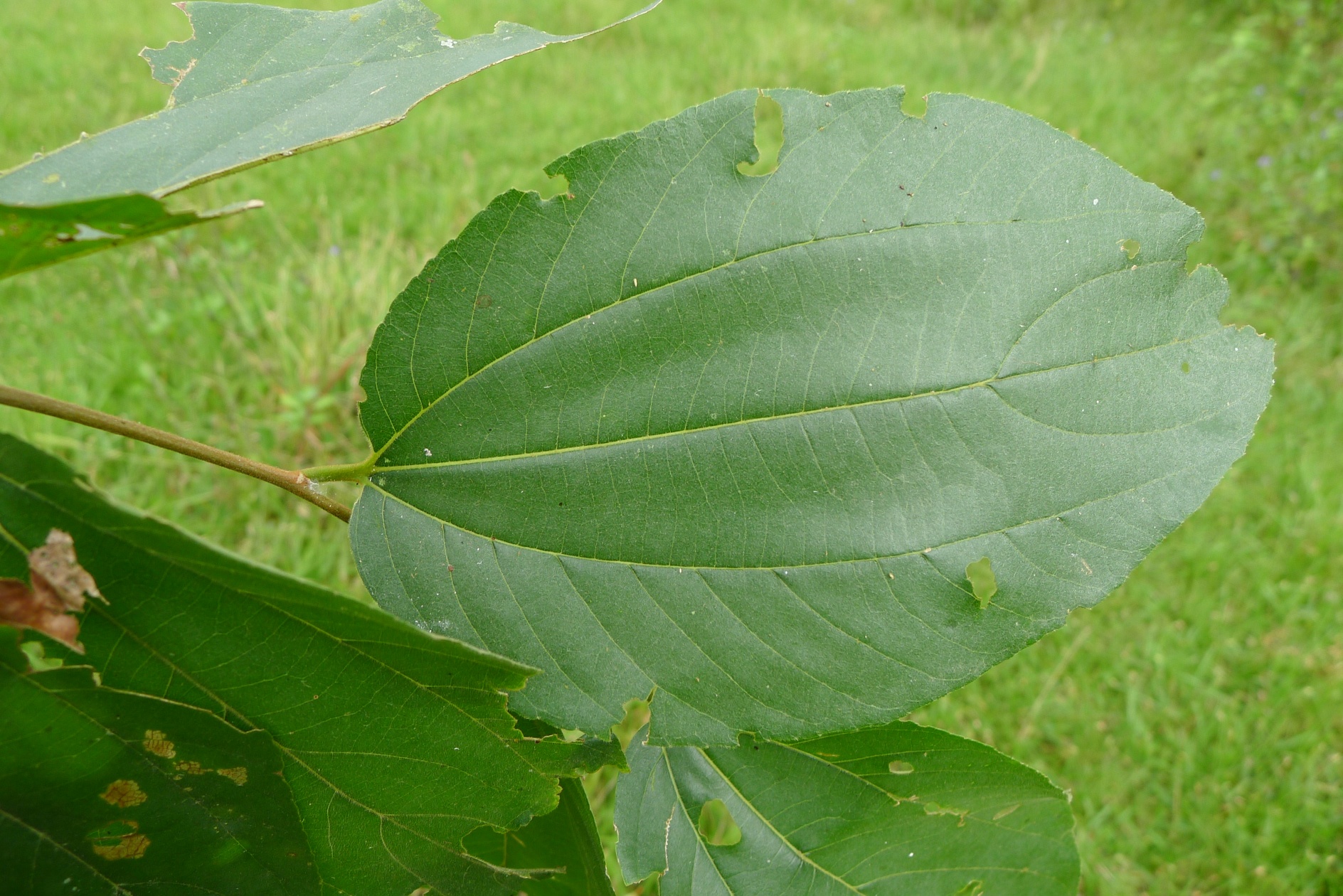 Balakat – Tonji and Sylvia's Wildlife Refuge