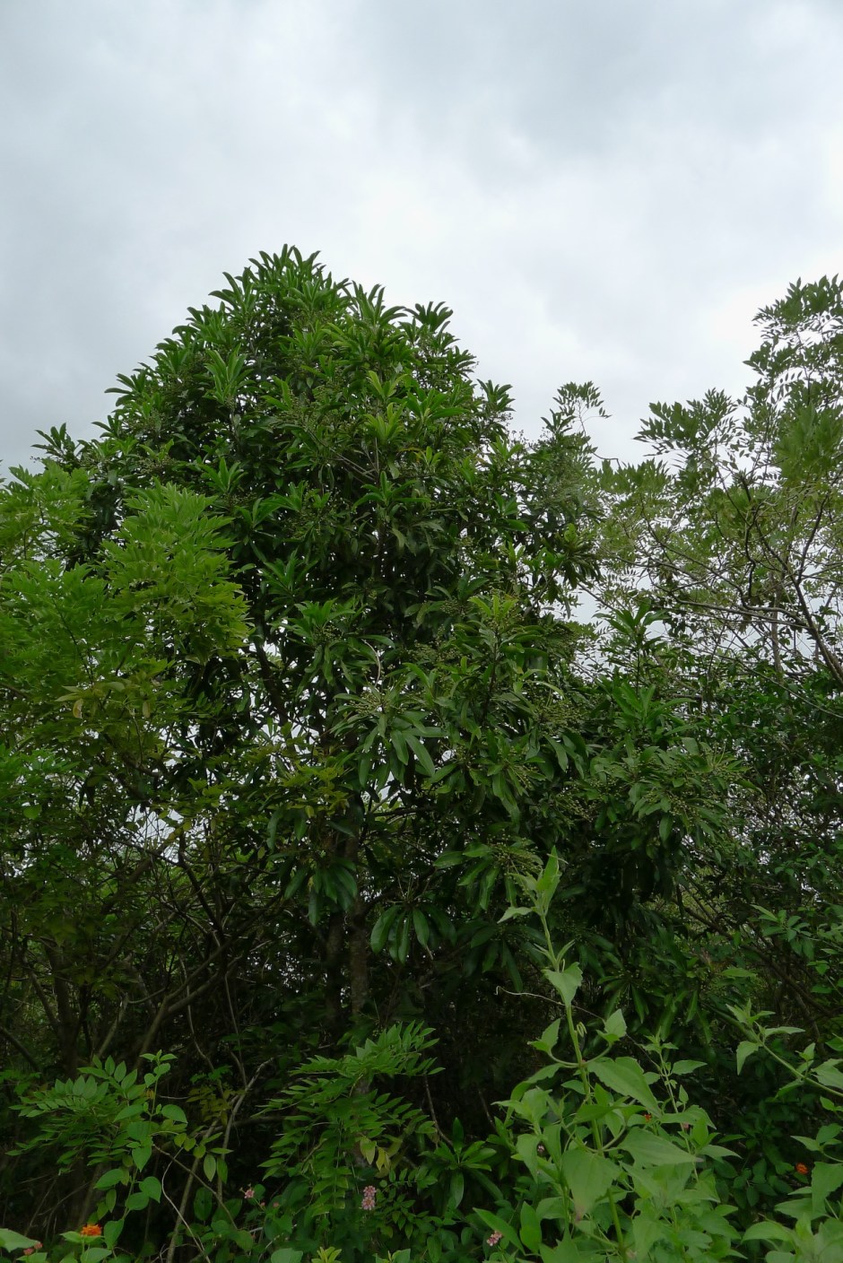 Balinghasai – Tonji and Sylvia's Wildlife Refuge