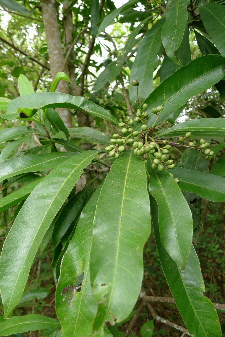 Balinghasai – Tonji and Sylvia's Wildlife Refuge