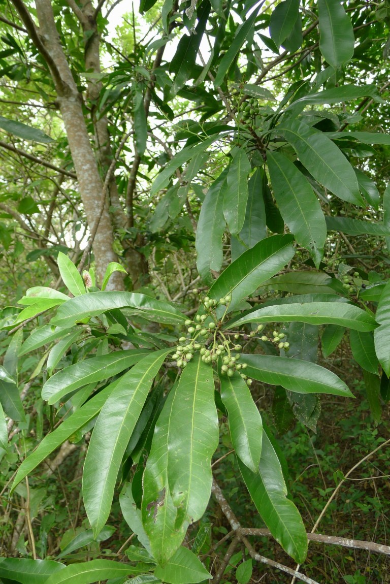 Balinghasai – Tonji and Sylvia's Wildlife Refuge