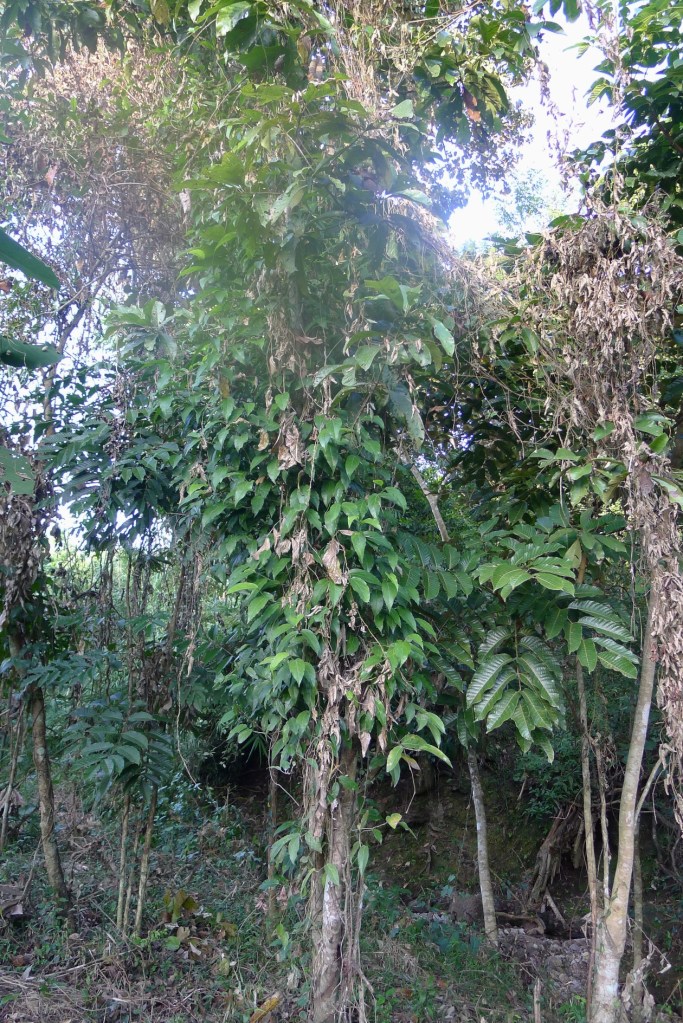 Sablot (provisional ID) – Tonji and Sylvia's Wildlife Refuge