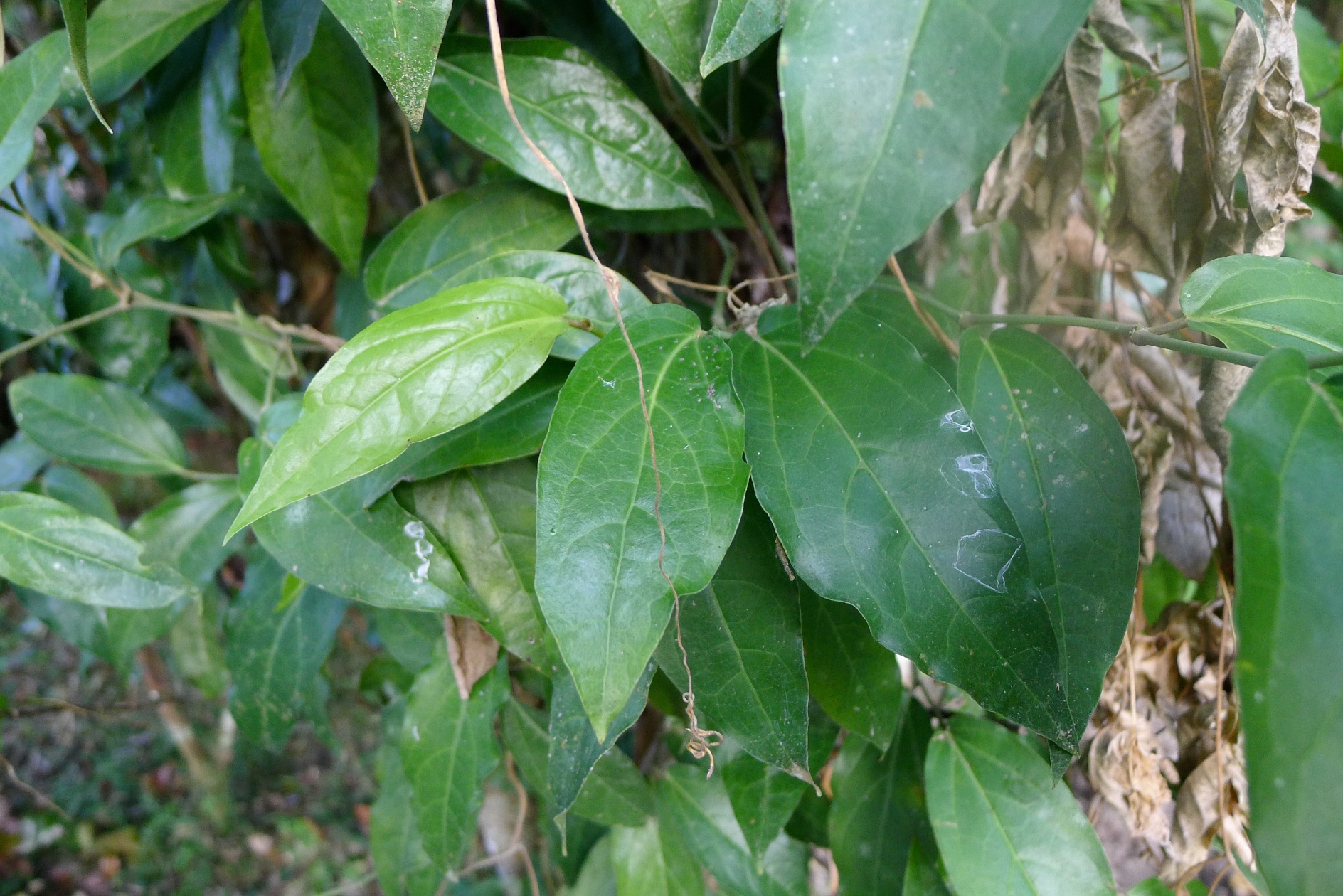 Sablot (provisional ID) – Tonji and Sylvia's Wildlife Refuge