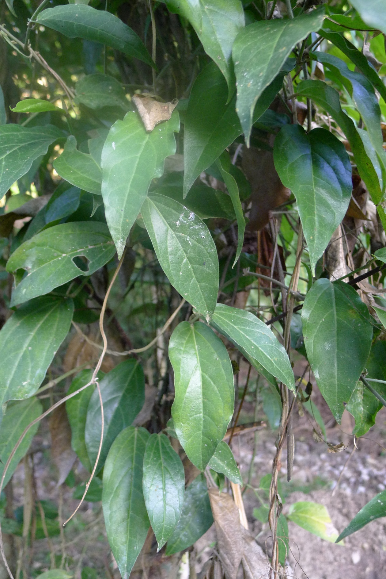 Sablot (provisional ID) – Tonji and Sylvia's Wildlife Refuge