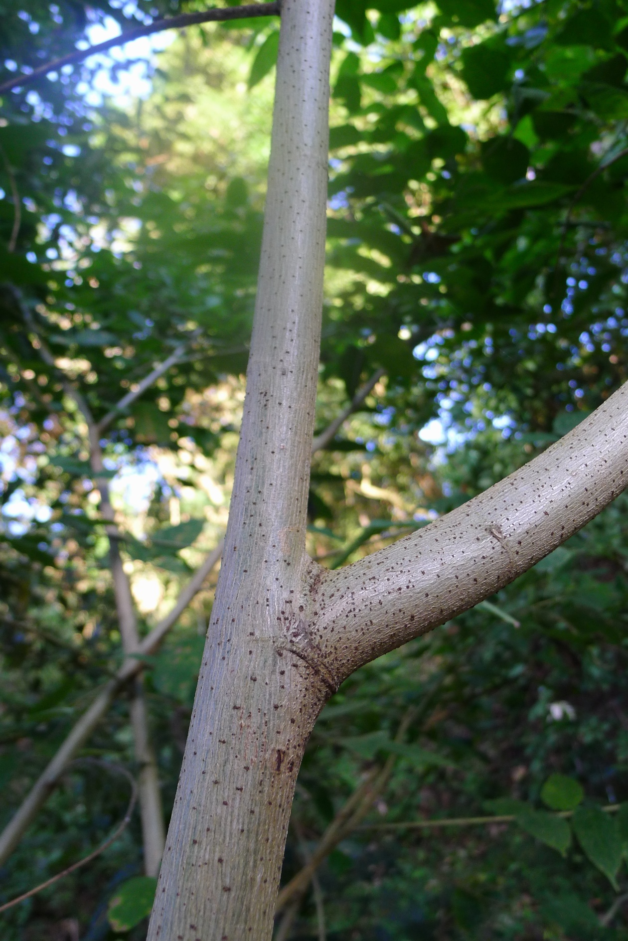 Himbabao – Tonji and Sylvia's Wildlife Refuge