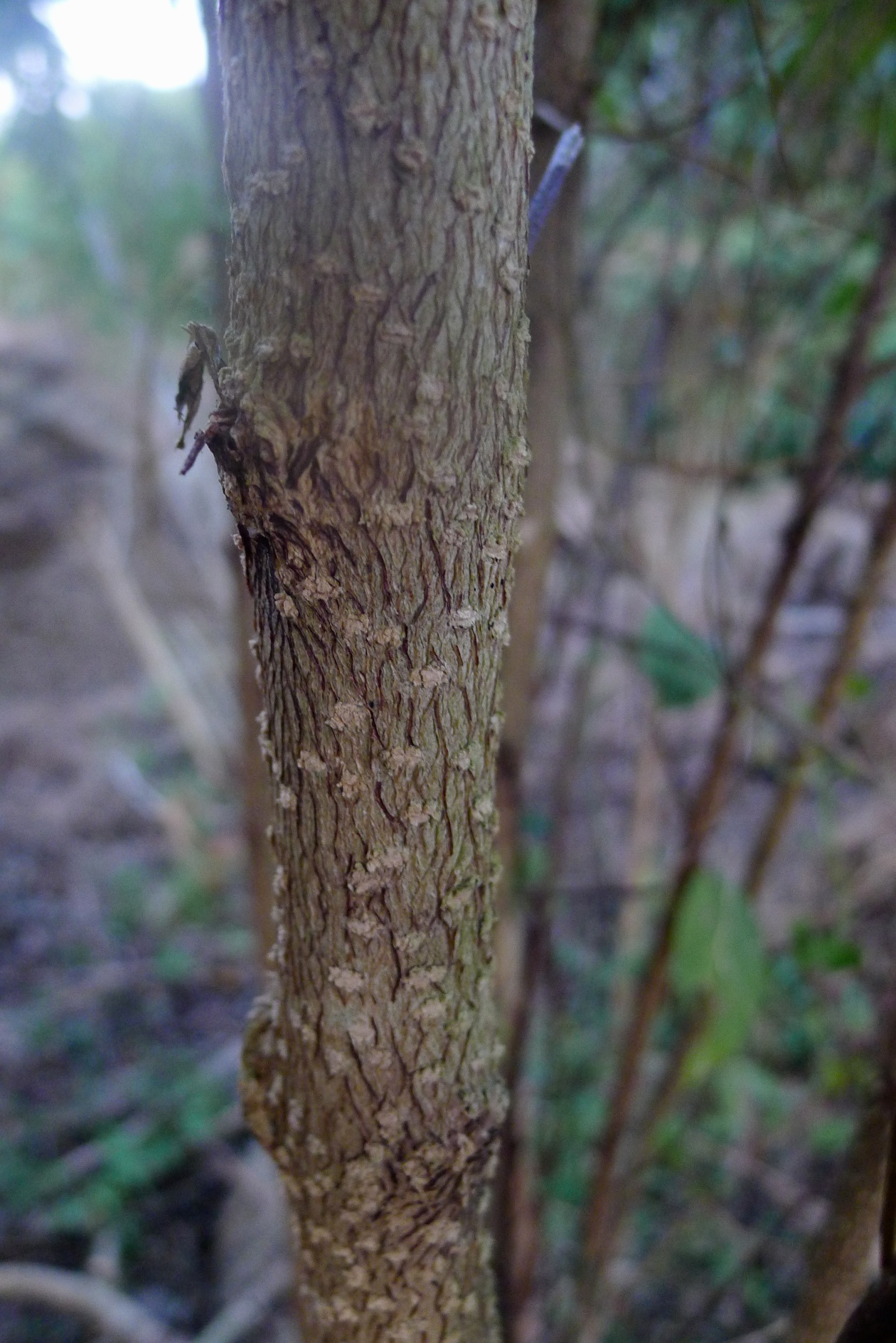 Lanete – Tonji and Sylvia's Wildlife Refuge