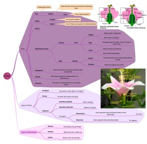 Basic Botany – Learn the Lingo! – Tonji and Sylvia's Wildlife Refuge