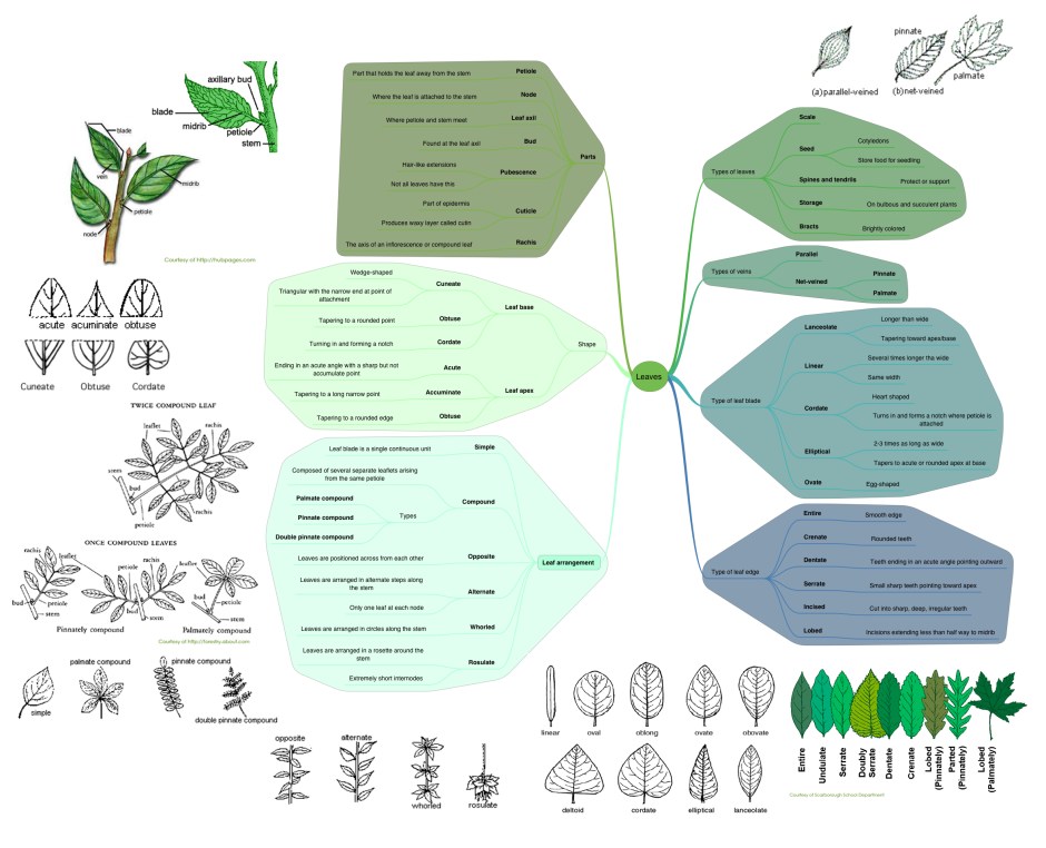 Basic Botany – Learn the Lingo! – Tonji and Sylvia's Wildlife Refuge