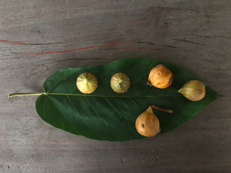 Tibig – Tonji and Sylvia's Wildlife Refuge