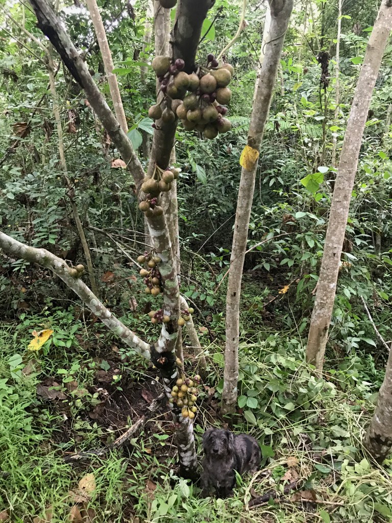 Tibig – Tonji and Sylvia's Wildlife Refuge