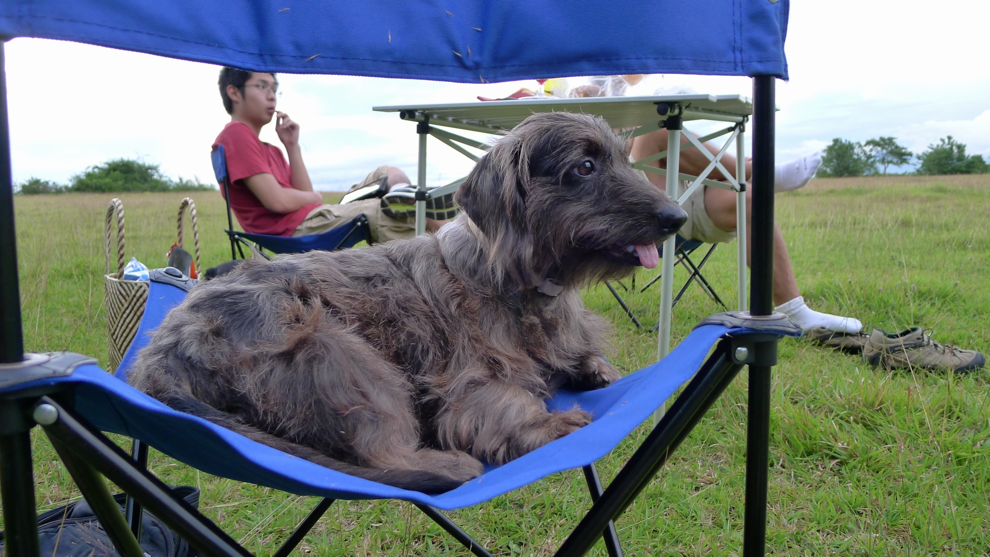 Momo’s New and Improved Farm Haircut! – Tonji and Sylvia's Wildlife Refuge