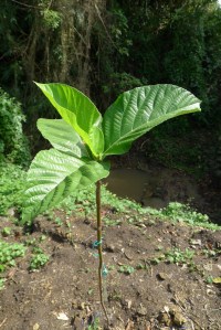 Tibig – Tonji and Sylvia's Wildlife Refuge