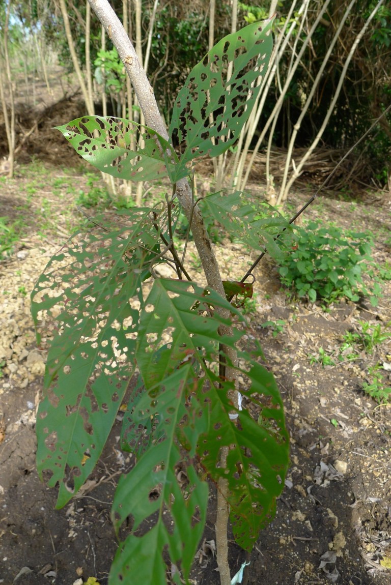 Guijo – Tonji and Sylvia's Wildlife Refuge