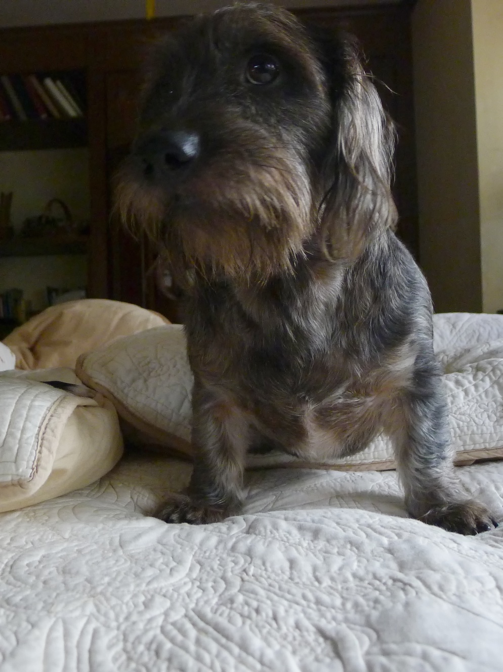 Momo’s New and Improved Farm Haircut! – Tonji and Sylvia's Wildlife Refuge