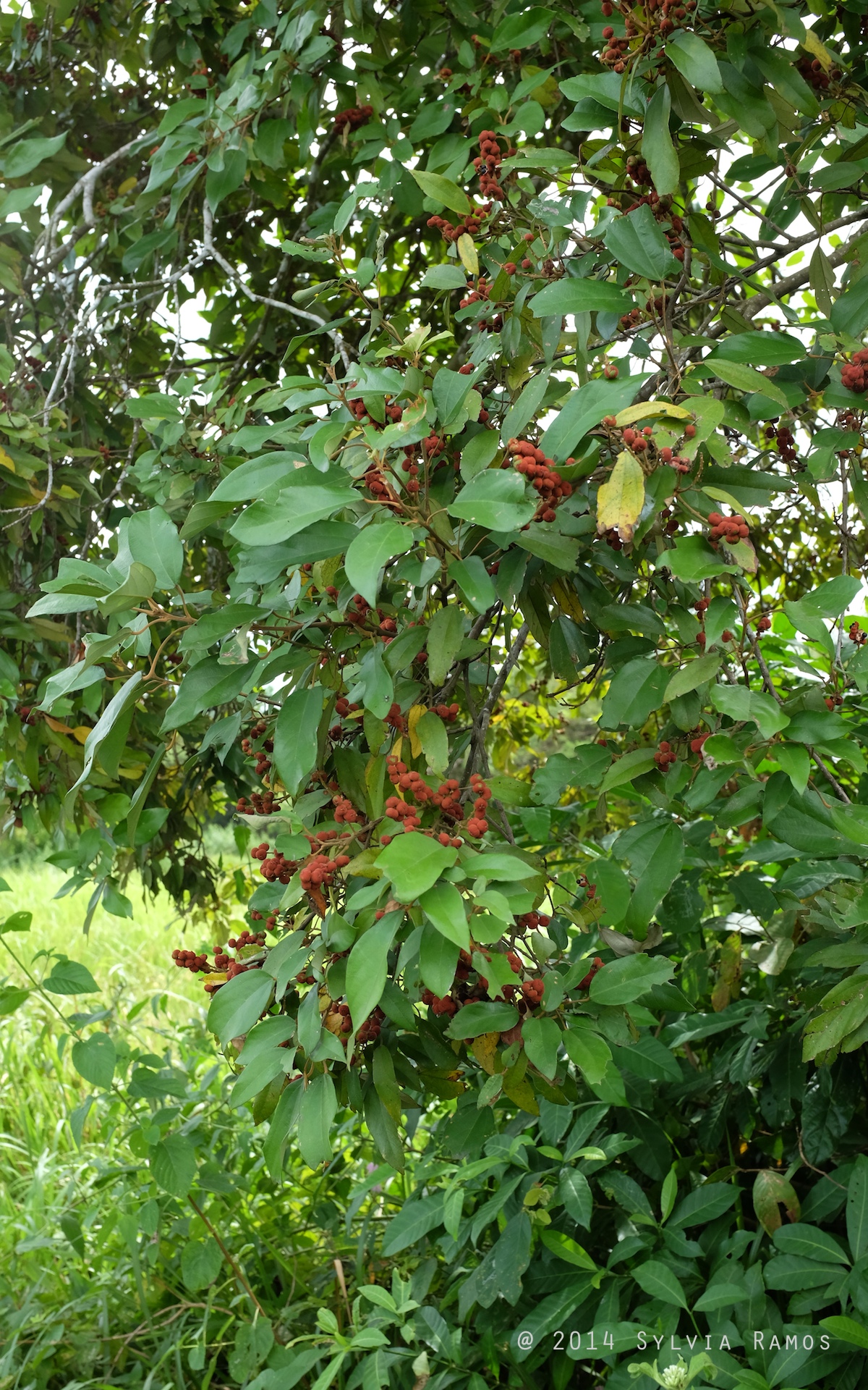 A Favorite Tree – Tonji and Sylvia's Wildlife Refuge