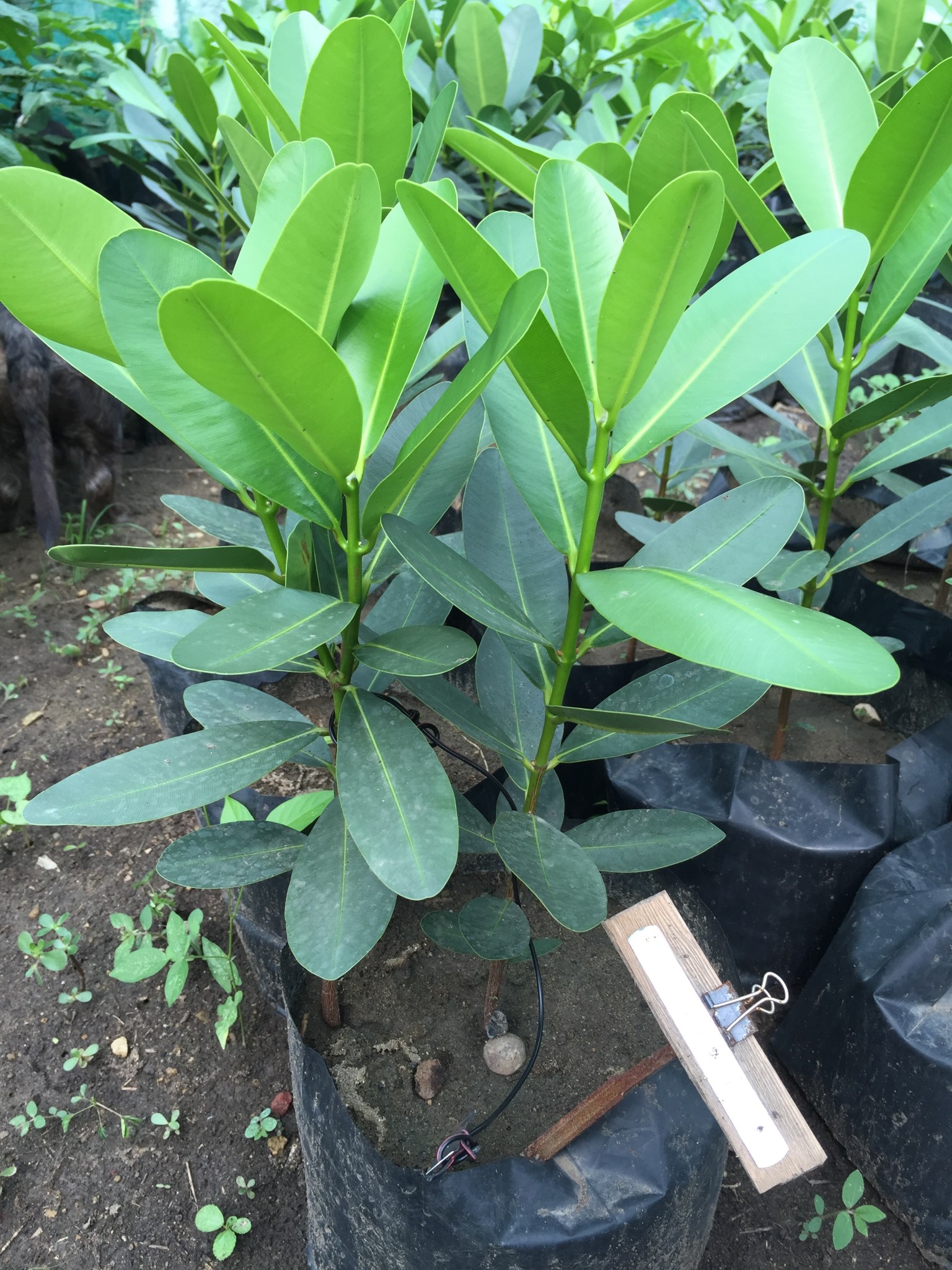 Bitaog or Palomaria – Tonji and Sylvia's Wildlife Refuge