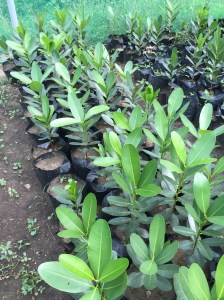 Bitaog or Palomaria – Tonji and Sylvia's Wildlife Refuge