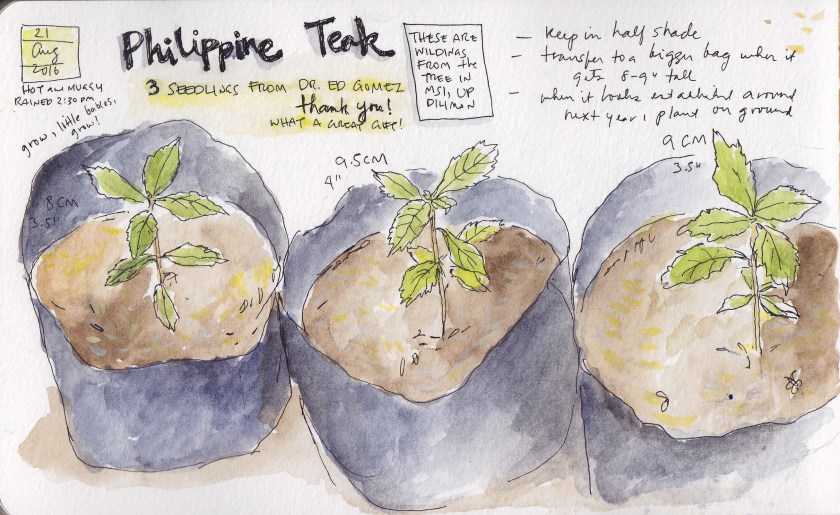 native Philippine trees – Tonji and Sylvia's Wildlife Refuge