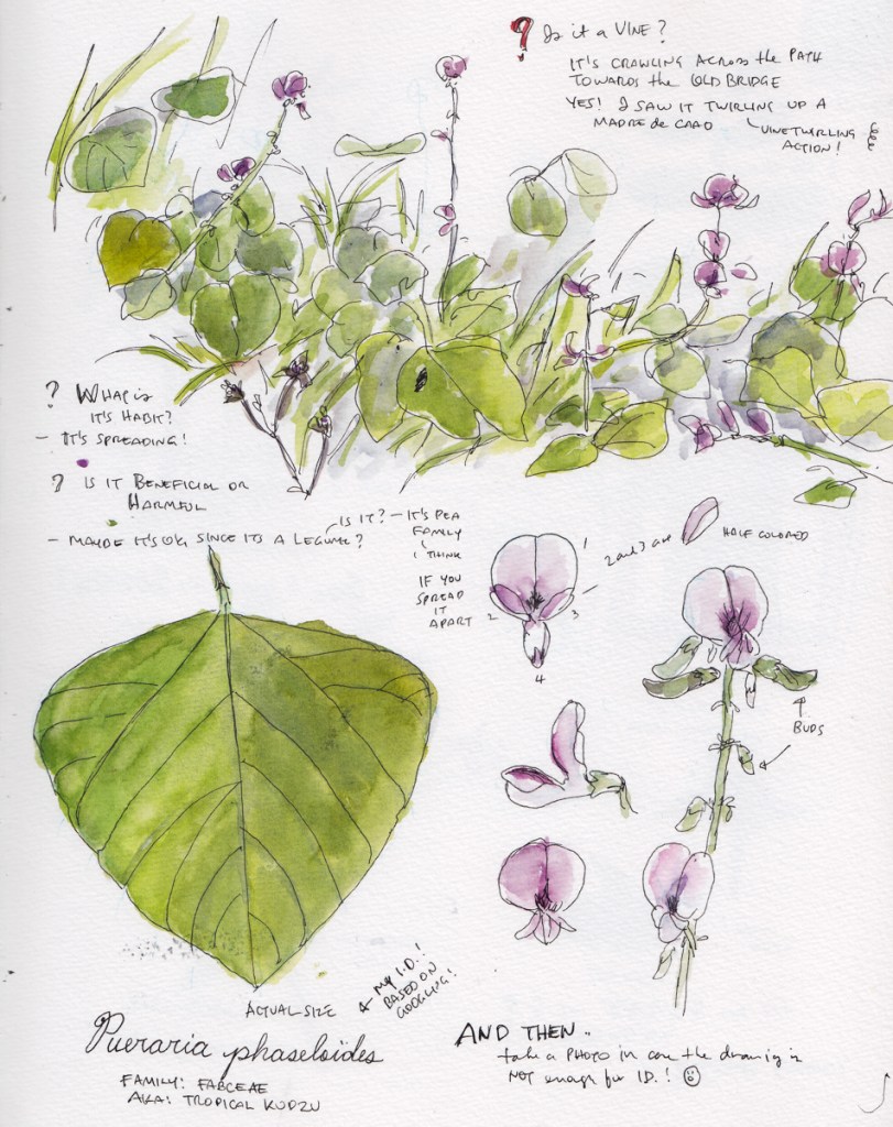 philippine weeds – Tonji and Sylvia's Wildlife Refuge