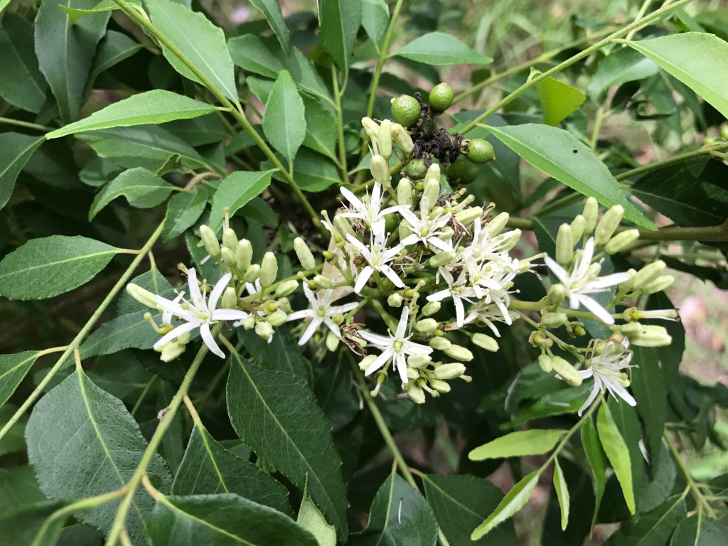 Curry Leaf Tree – Tonji and Sylvia's Wildlife Refuge