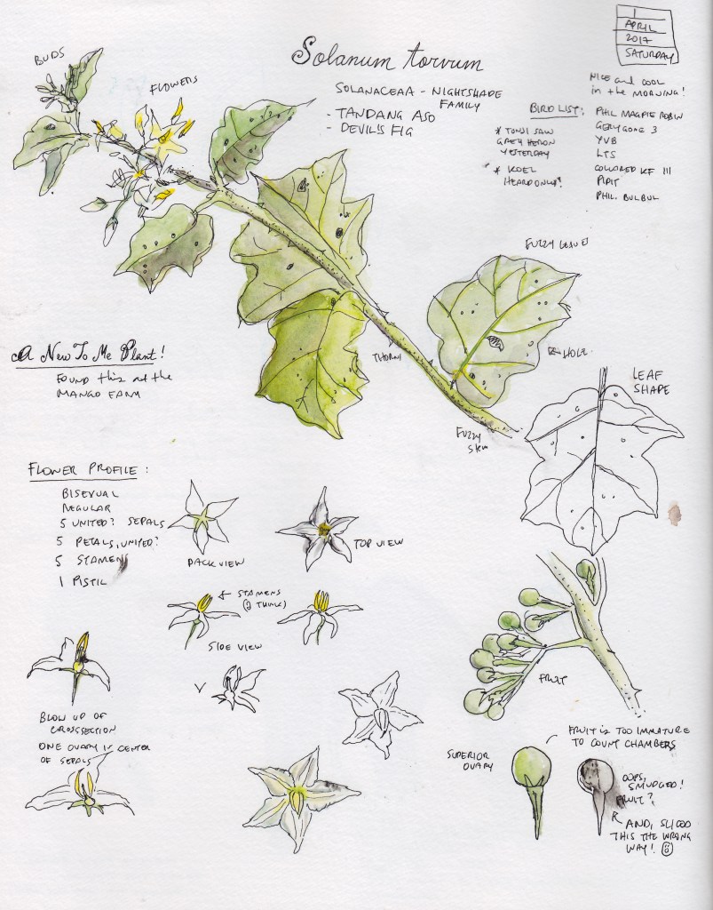 philippine weeds – Tonji and Sylvia's Wildlife Refuge