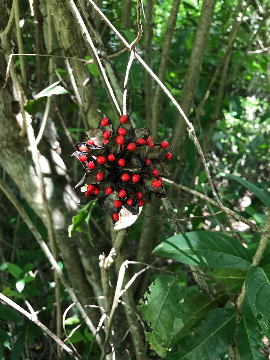 Saga – Tonji and Sylvia's Wildlife Refuge