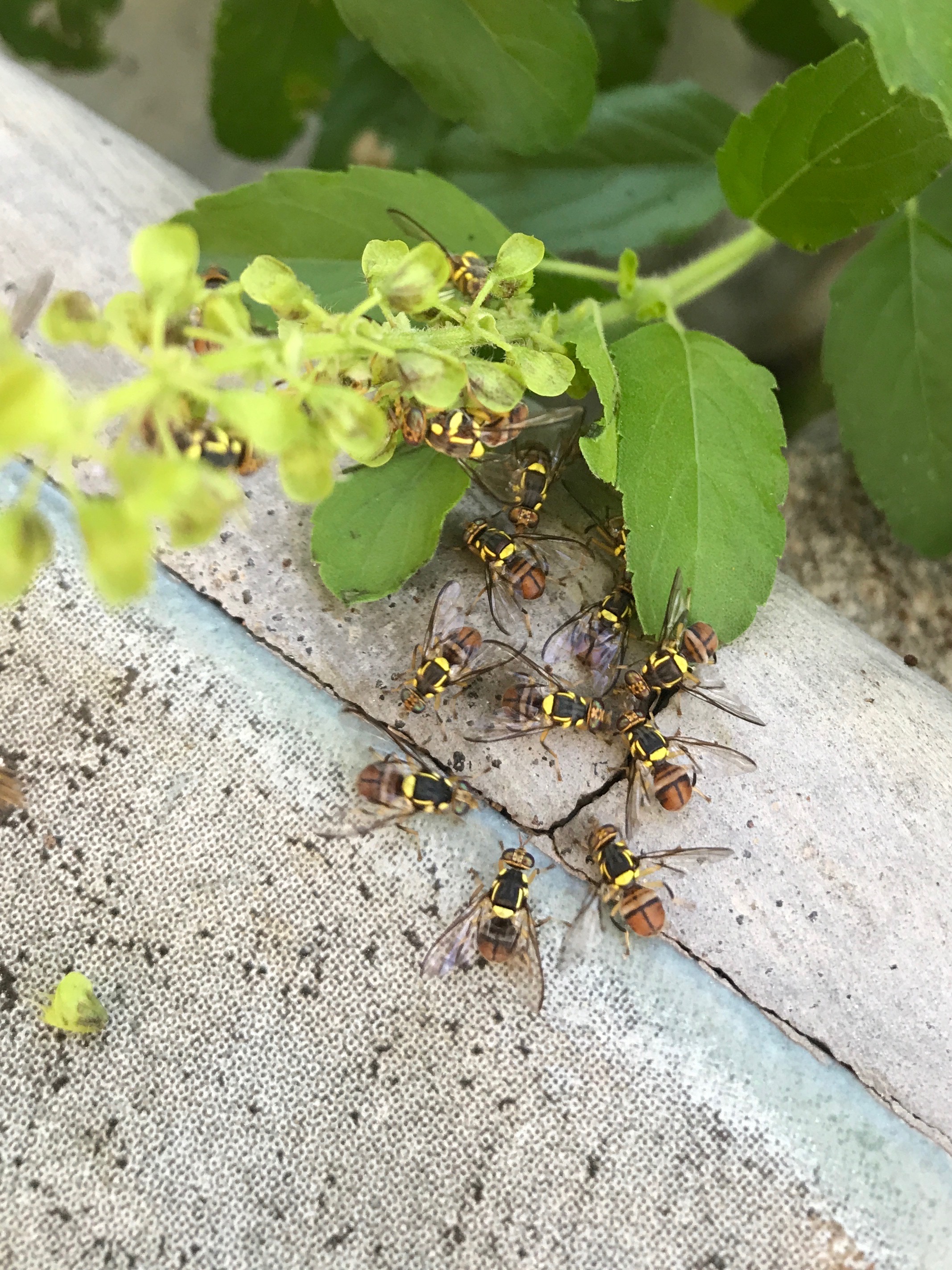 Fruit Fly – Tonji and Sylvia's Wildlife Refuge