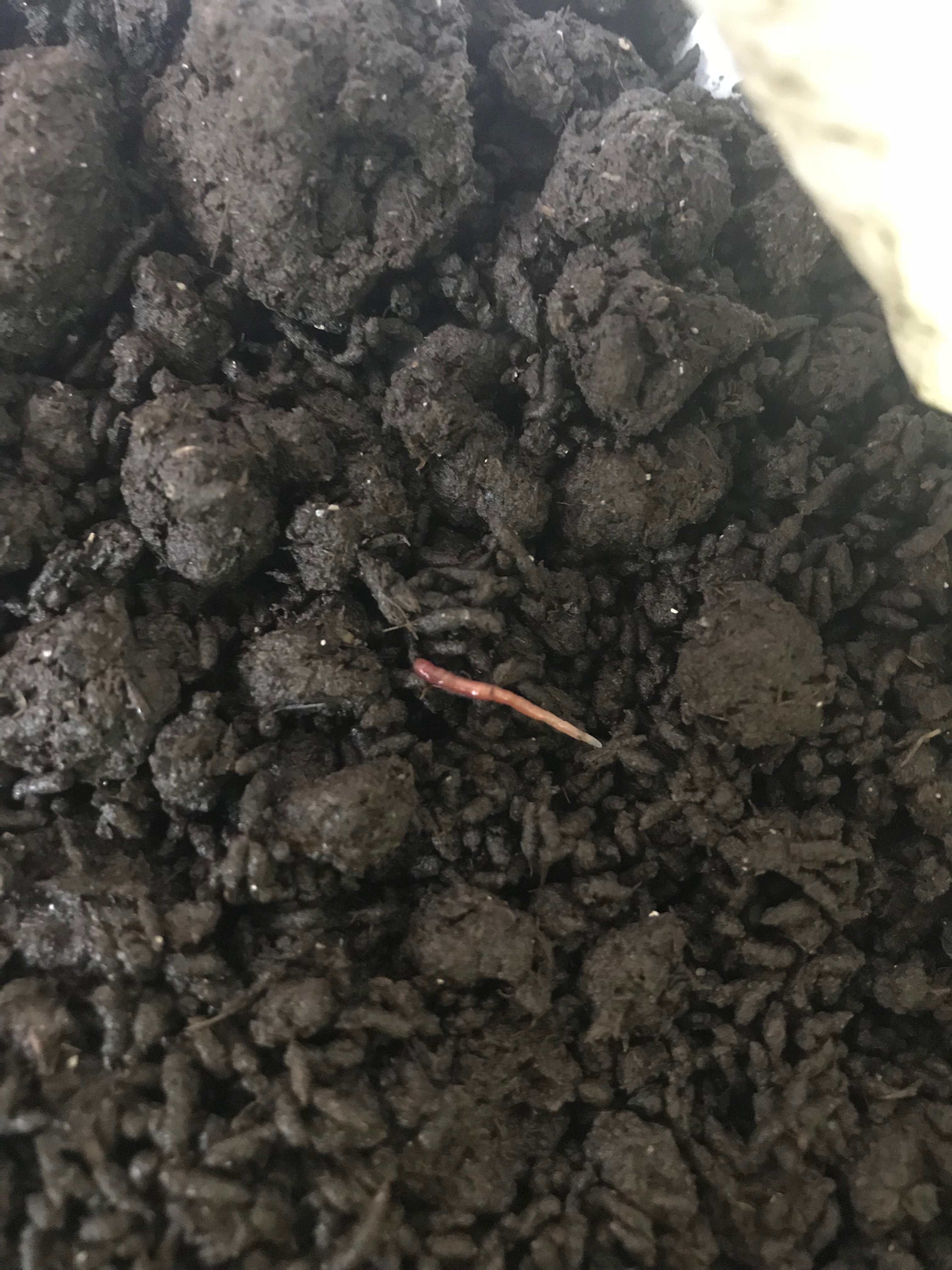 Easy Vermicomposting with African Night Crawlers – Tonji and Sylvia's ...