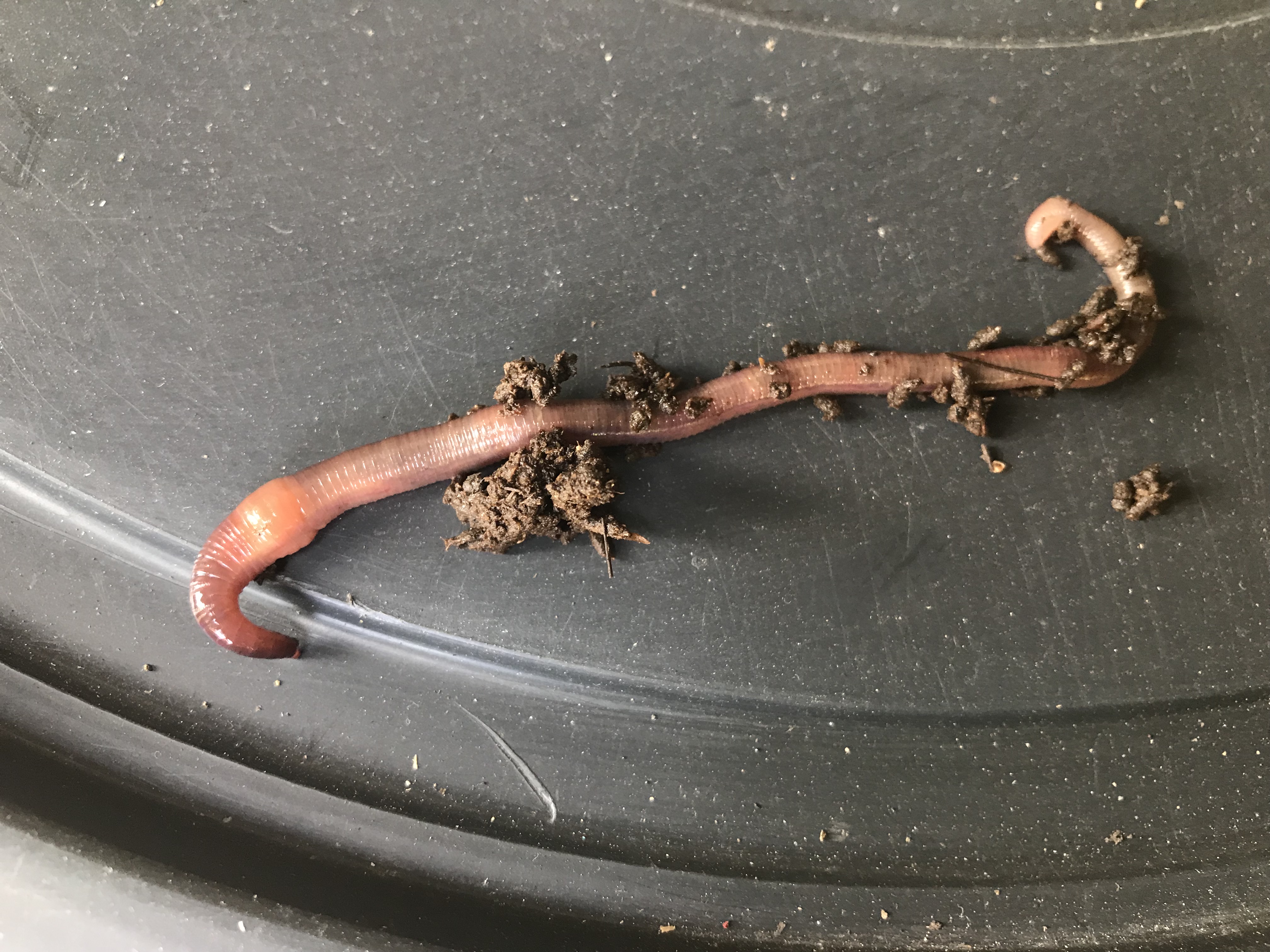 Easy Vermicomposting with African Night Crawlers – Tonji and Sylvia's ...