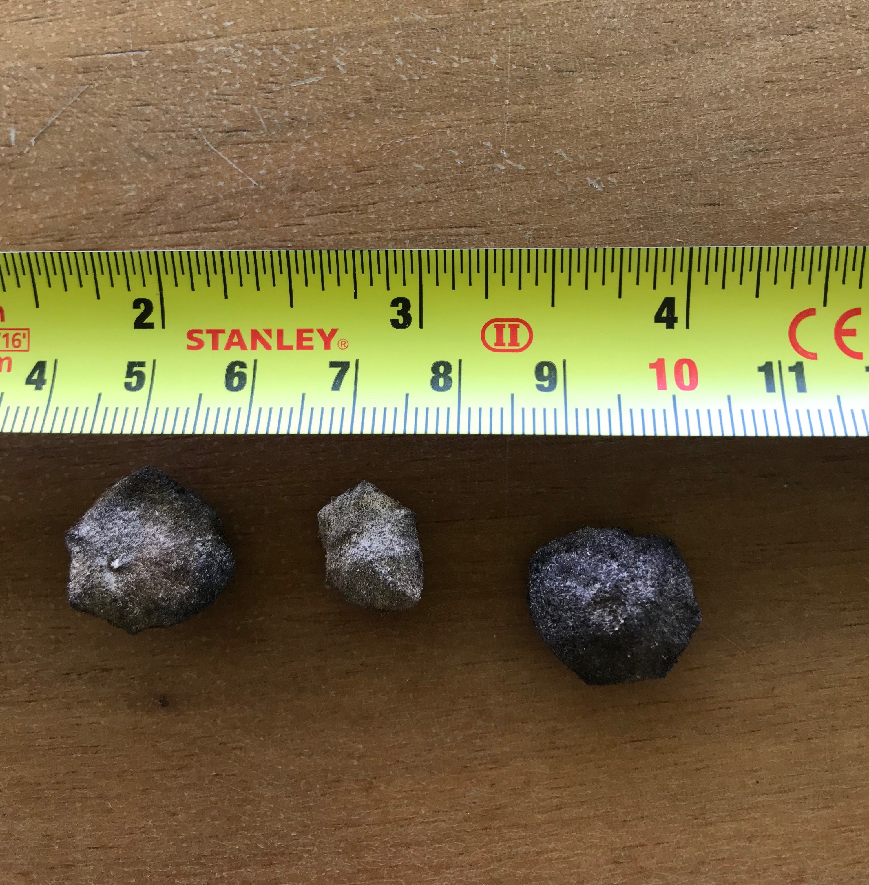 Dao seeds – Tonji and Sylvia's Wildlife Refuge