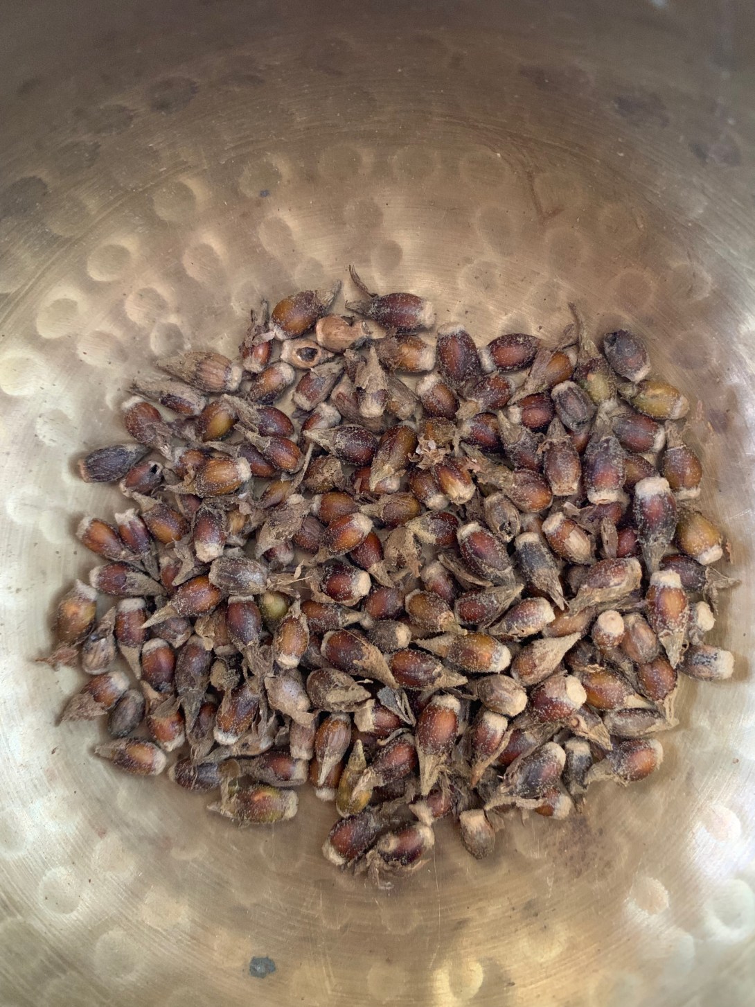 One Thousand Seeds – Tonji and Sylvia's Wildlife Refuge