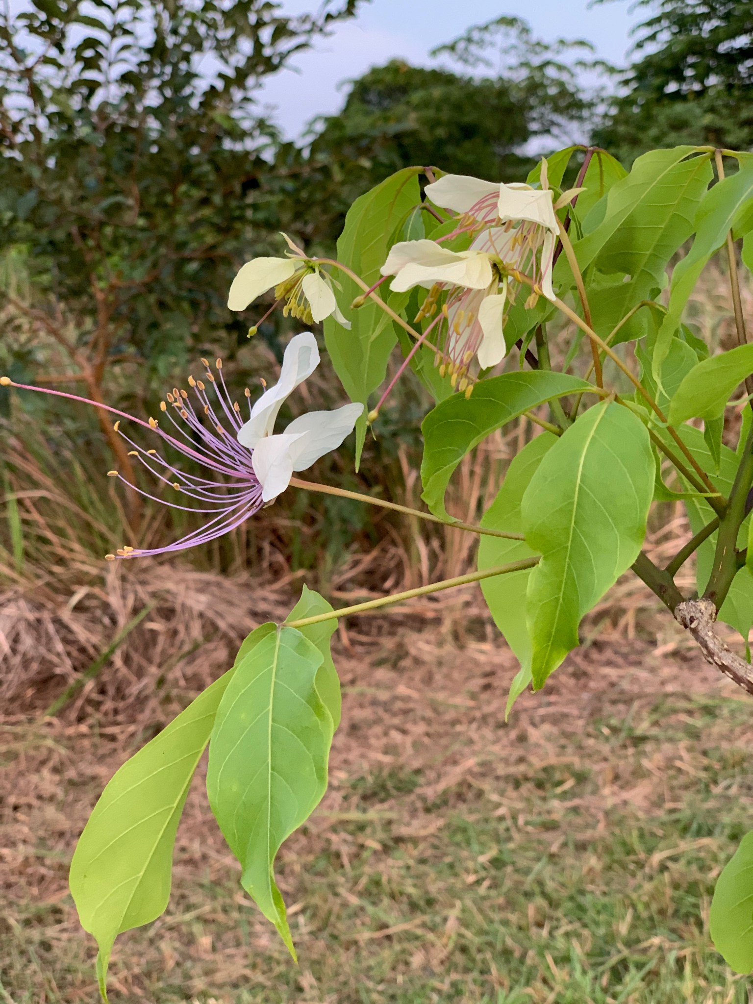 Balai Lamok – Tonji and Sylvia's Wildlife Refuge